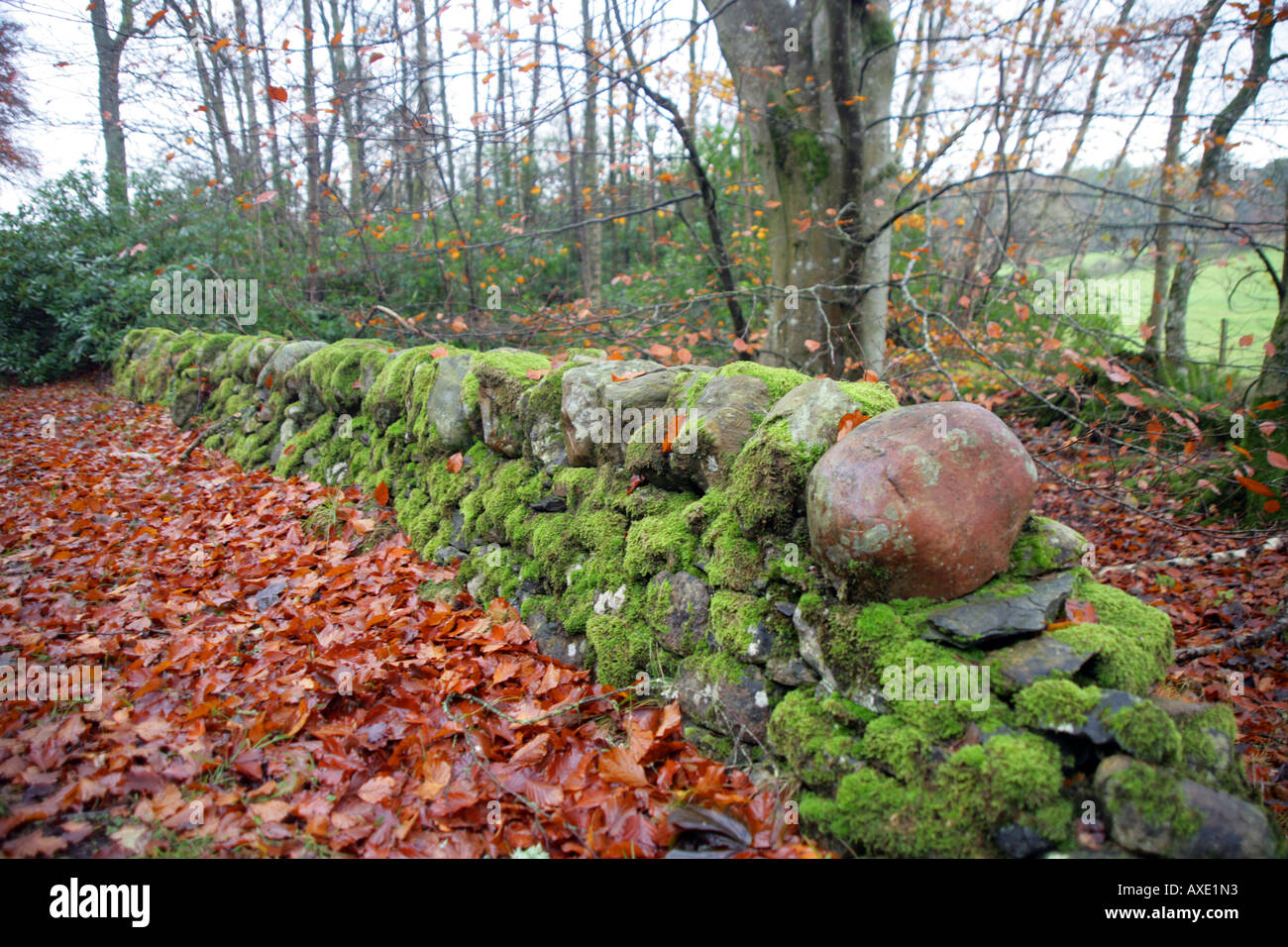 Woods of birnam hi-res stock photography and images - Alamy