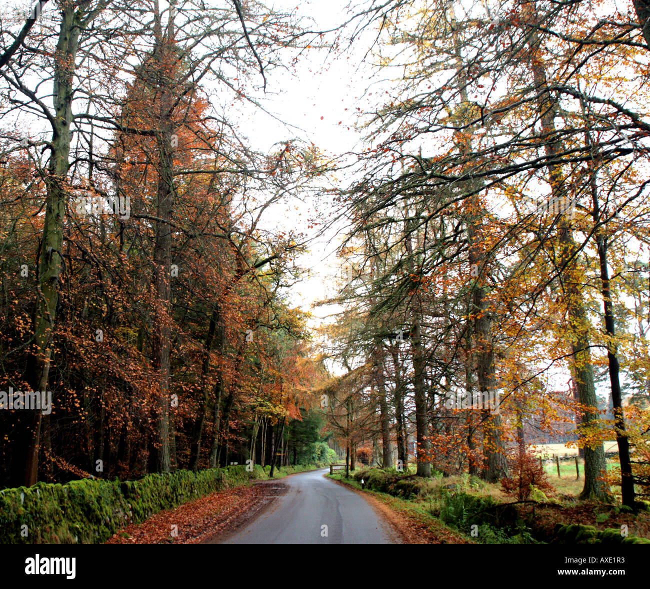 THE LAST OF THE AUTUMN COLOURS IN THE WOODS ABOVE DUNKELD PERTHSHIRE ...