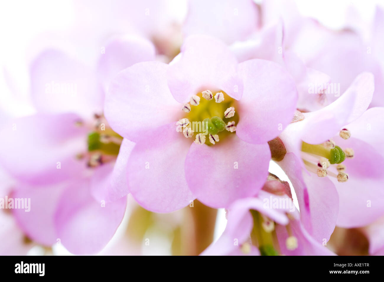 isolated spring pink flower Stock Photo - Alamy