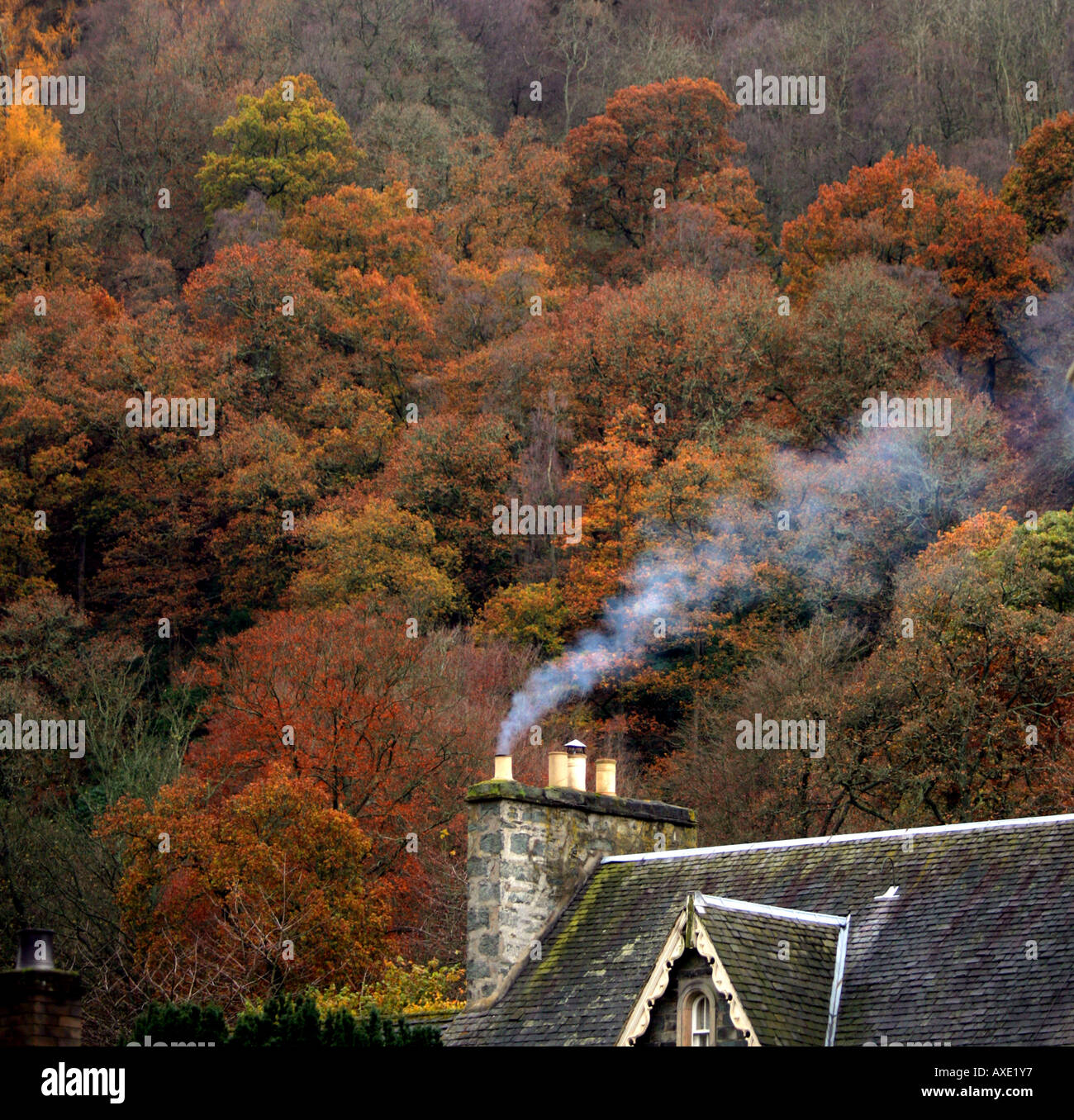 THE LAST OF THE AUTUMN COLOURS IN THE WOODS ABOVE DUNKELD BIRNAM ...