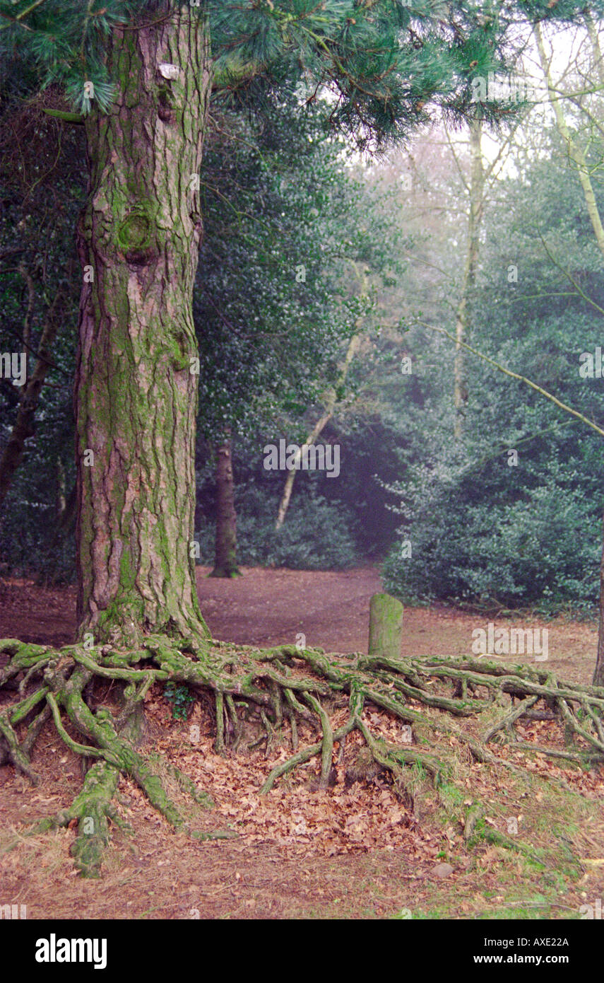 Old Rooty Tree Stock Photo - Alamy