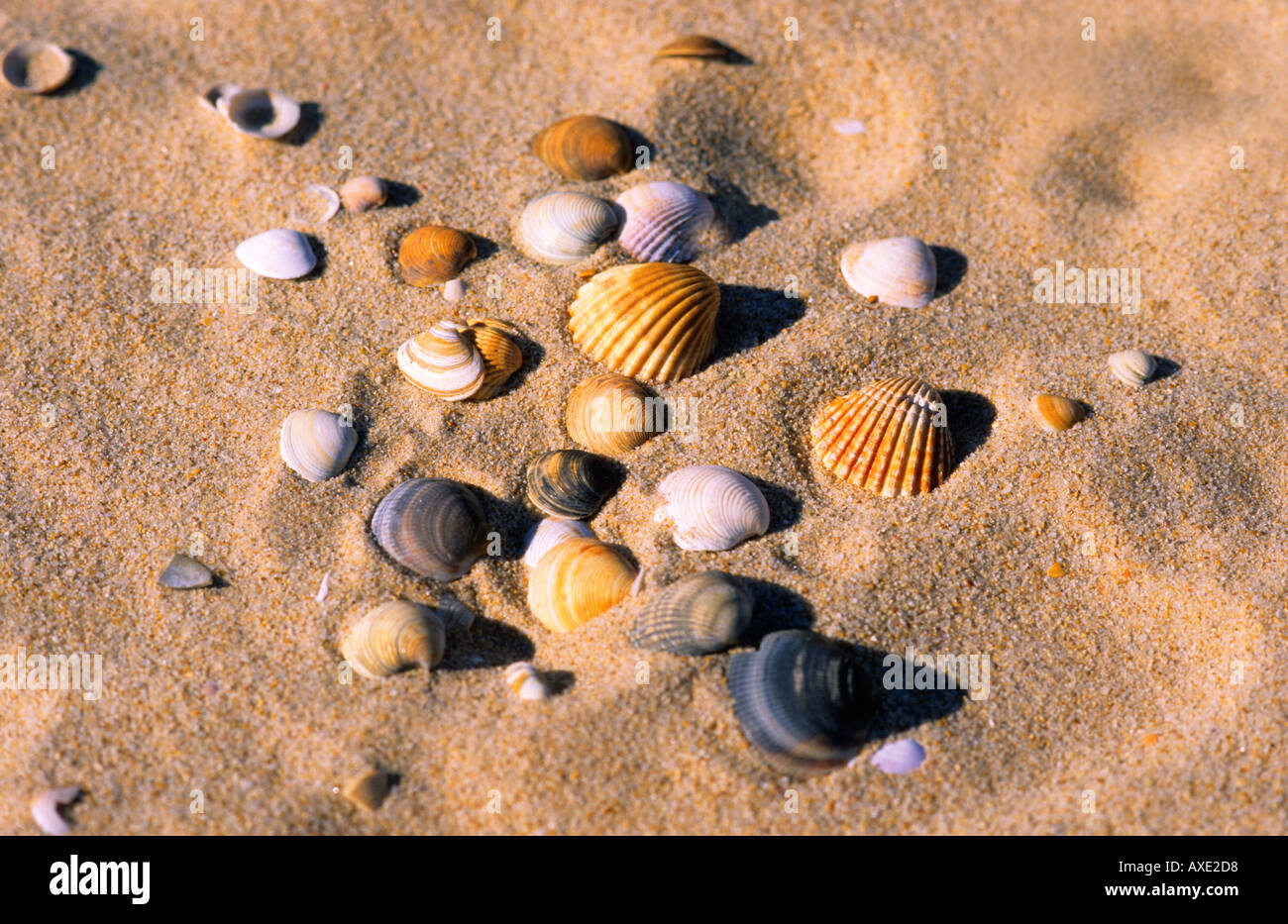 Shells on the beach Algarve Portugal Stock Photo - Alamy