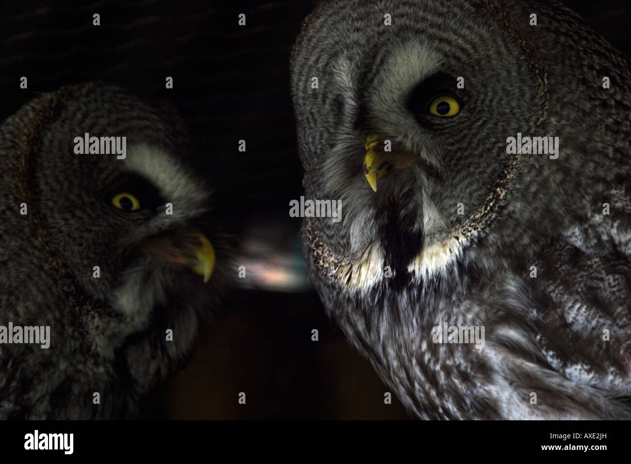 Grey owls hi-res stock photography and images - Alamy