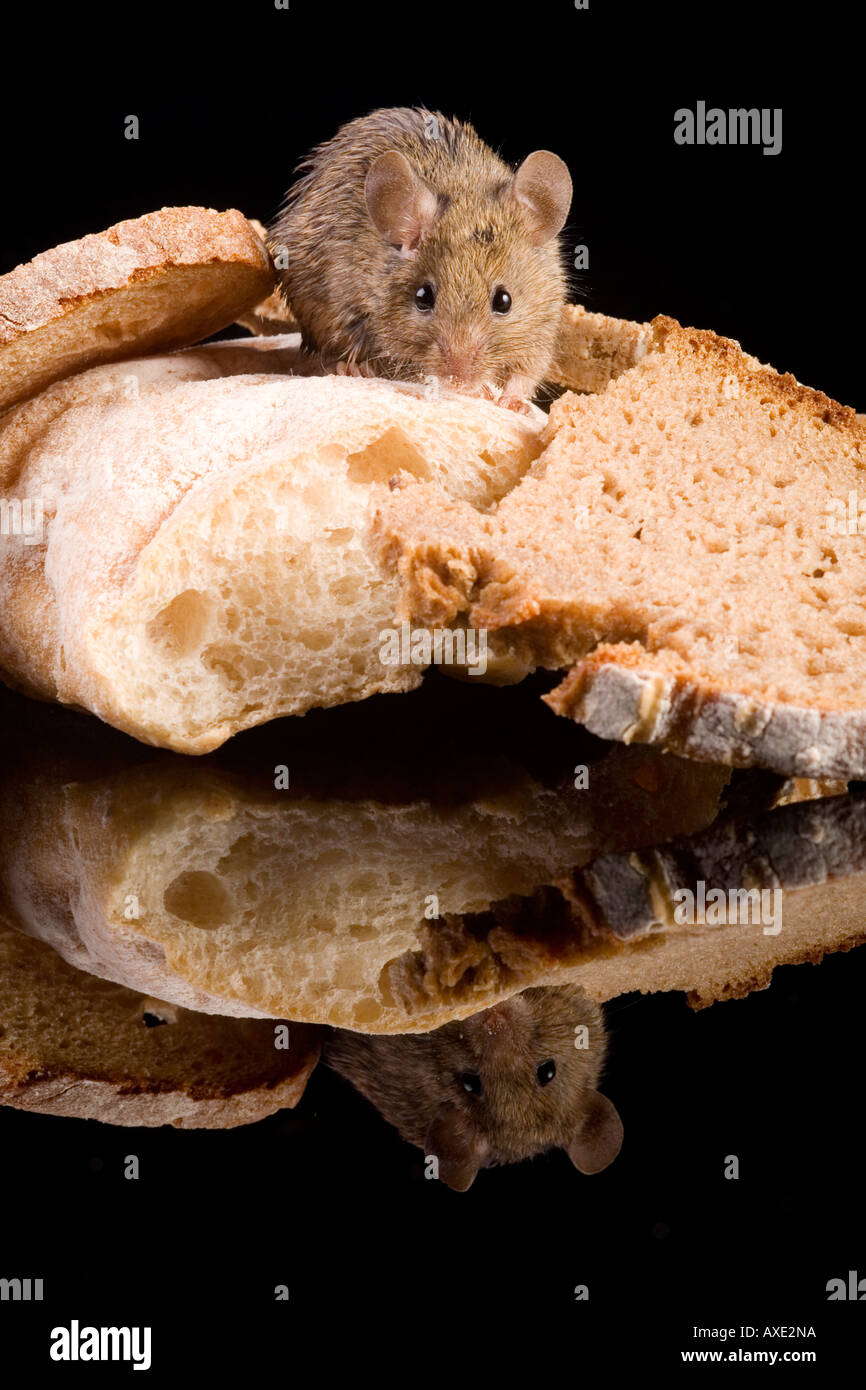 House mouse (mus musculus) with bred Stock Photo - Alamy