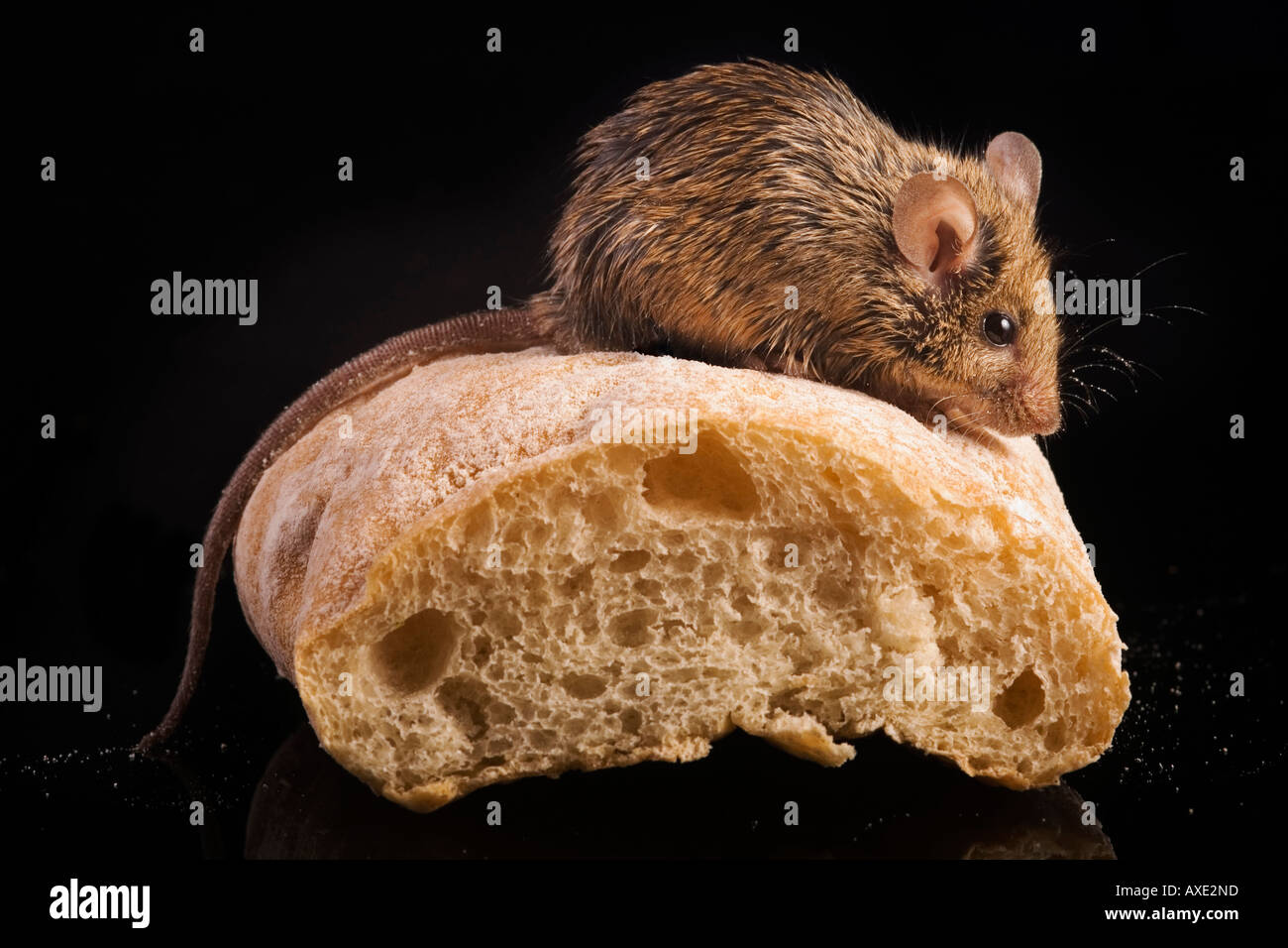 Mouse images animal hi-res stock photography and images - Alamy