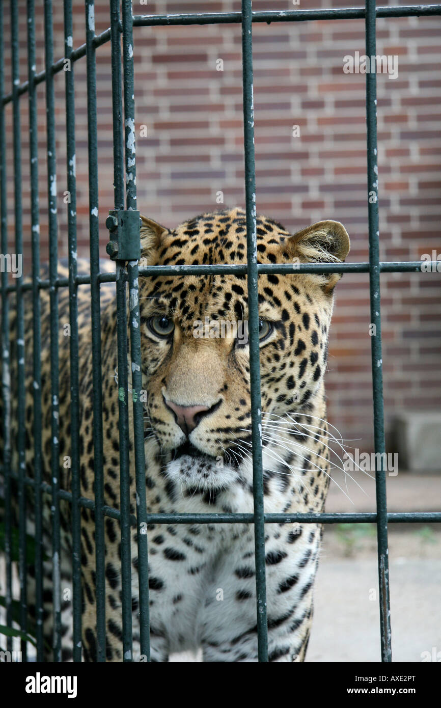 A Java Leopard in its cage at Berlin Zoo, Germany Stock Photo - Alamy