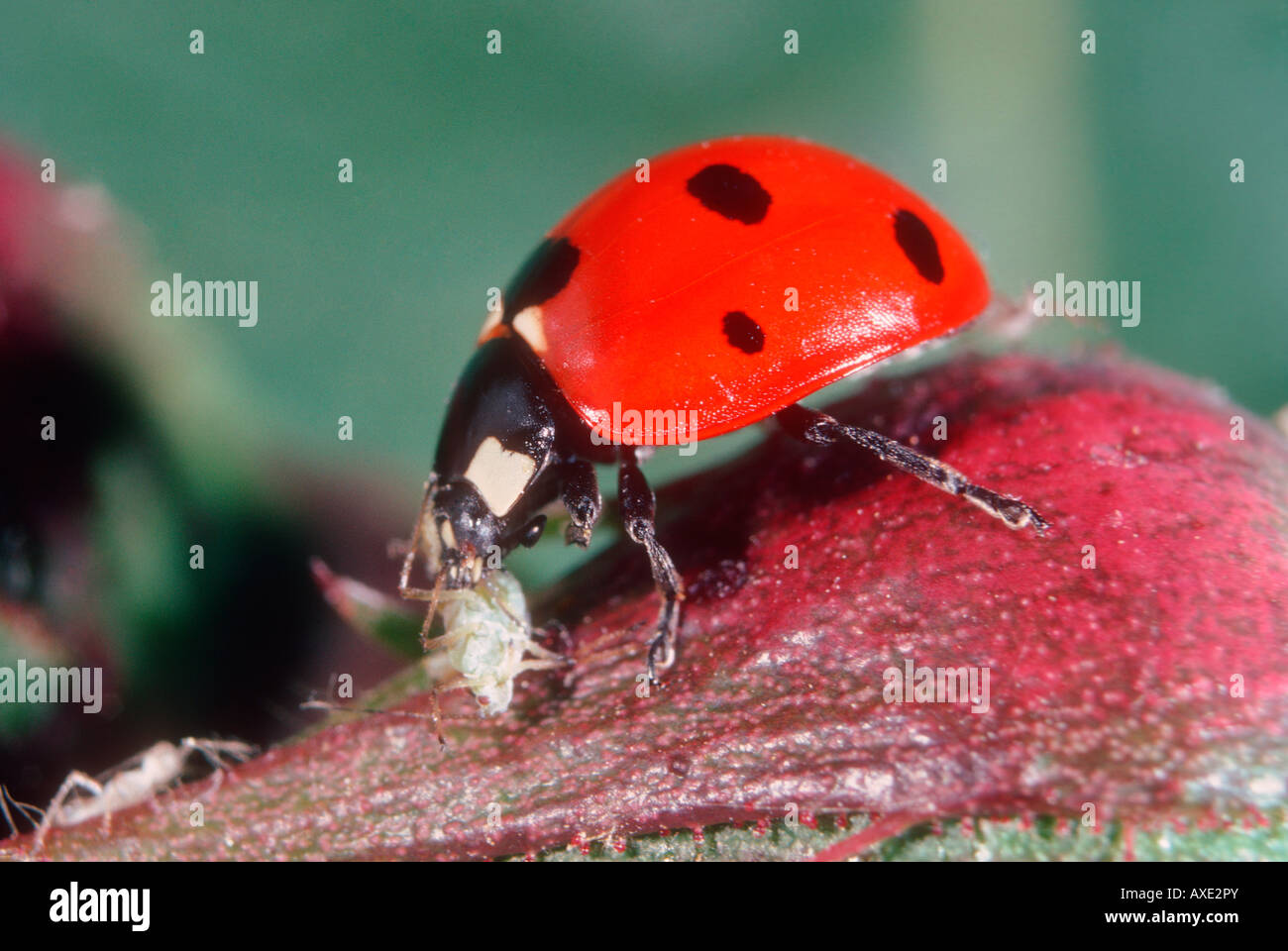 7-spot Ladybird, Coccinella 7-punctata. Eating an Aphid Stock Photo - Alamy