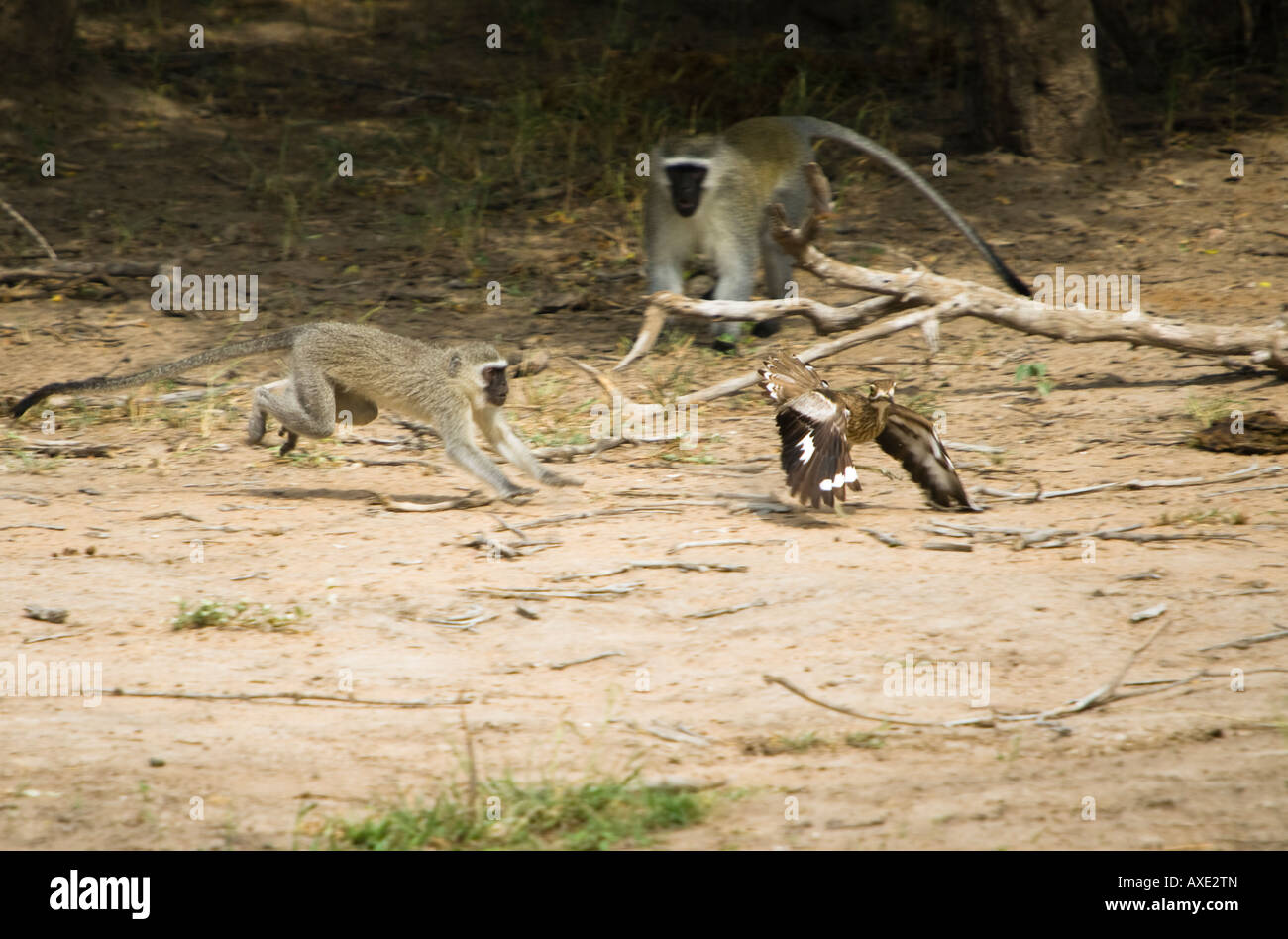Monkey chase hi-res stock photography and images - Alamy