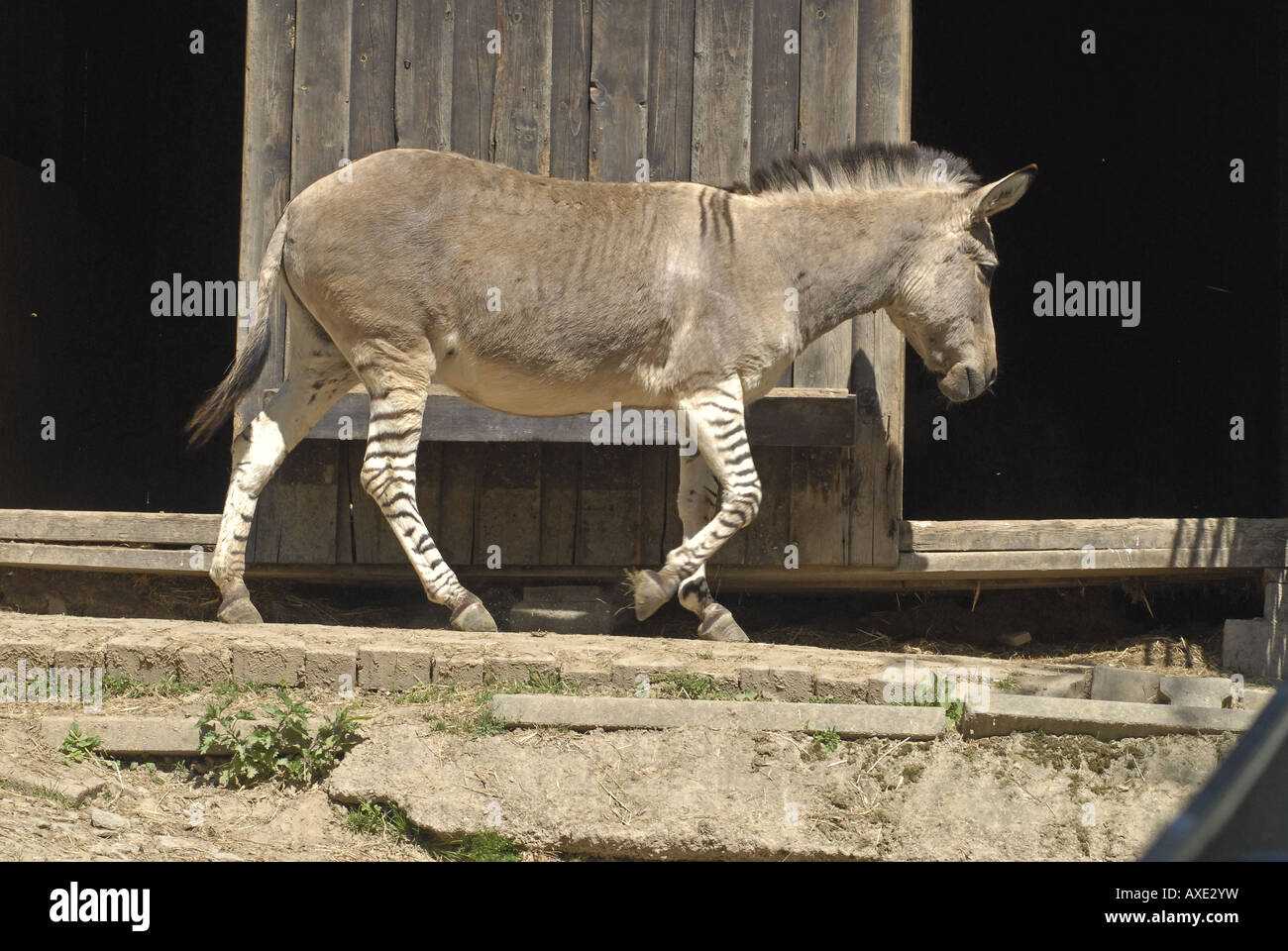 Zebroid walking. The offspring of any cross between a zebra and any ...