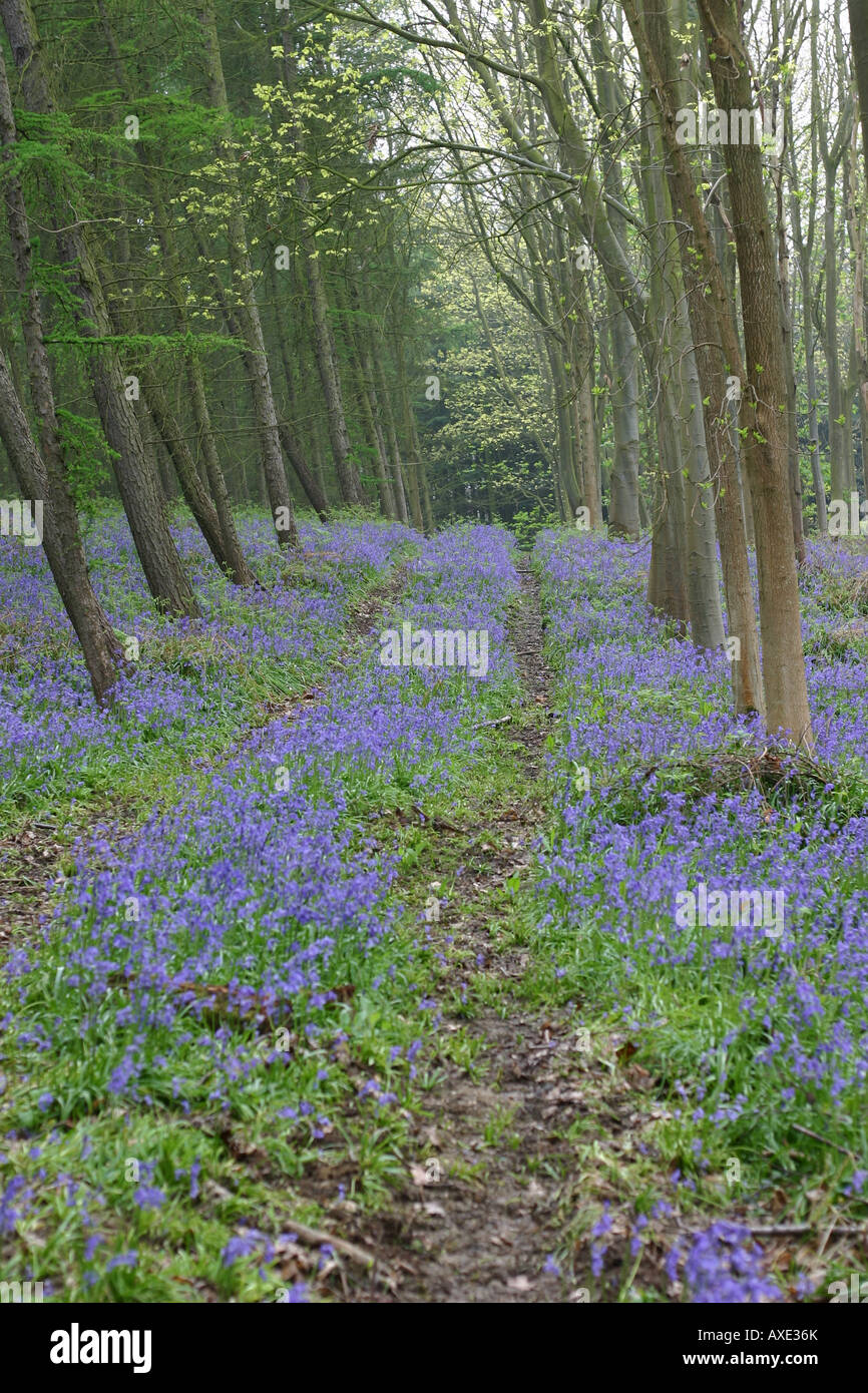 Bluebells in woods Stock Photo - Alamy