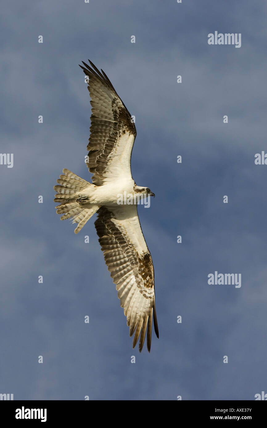 Seahawk Bird High Resolution Stock Photography and Images - Alamy