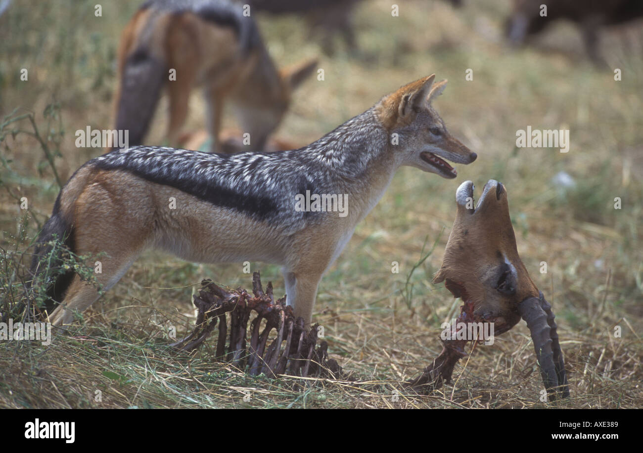 Black backed jackal teeth hi-res stock photography and images - Alamy