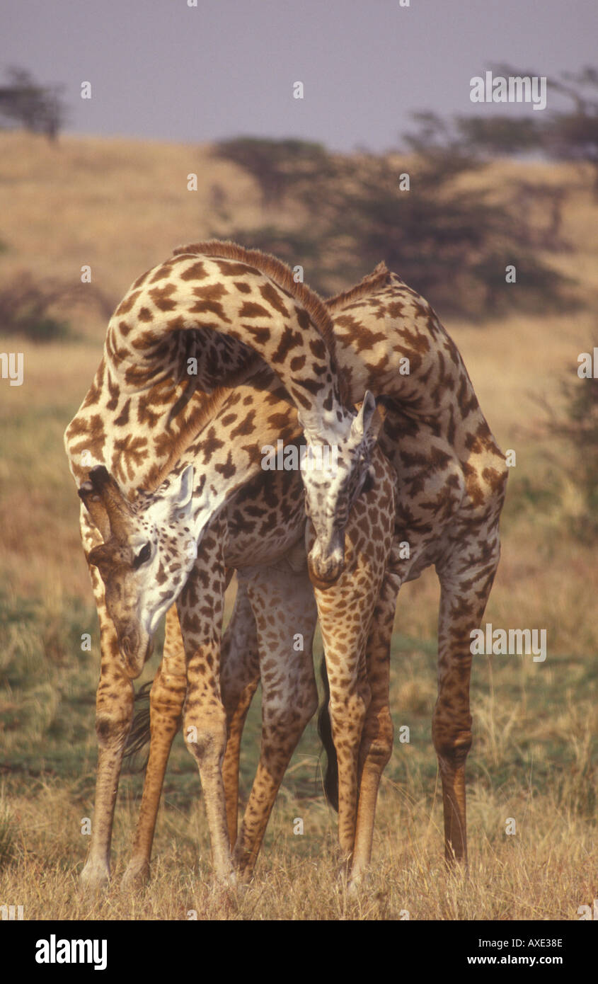Tangled giraffe hi-res stock photography and images - Alamy