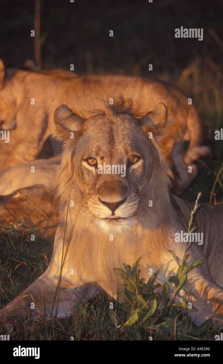 Maned Lioness (Panthera Leo Stock Photo - Alamy