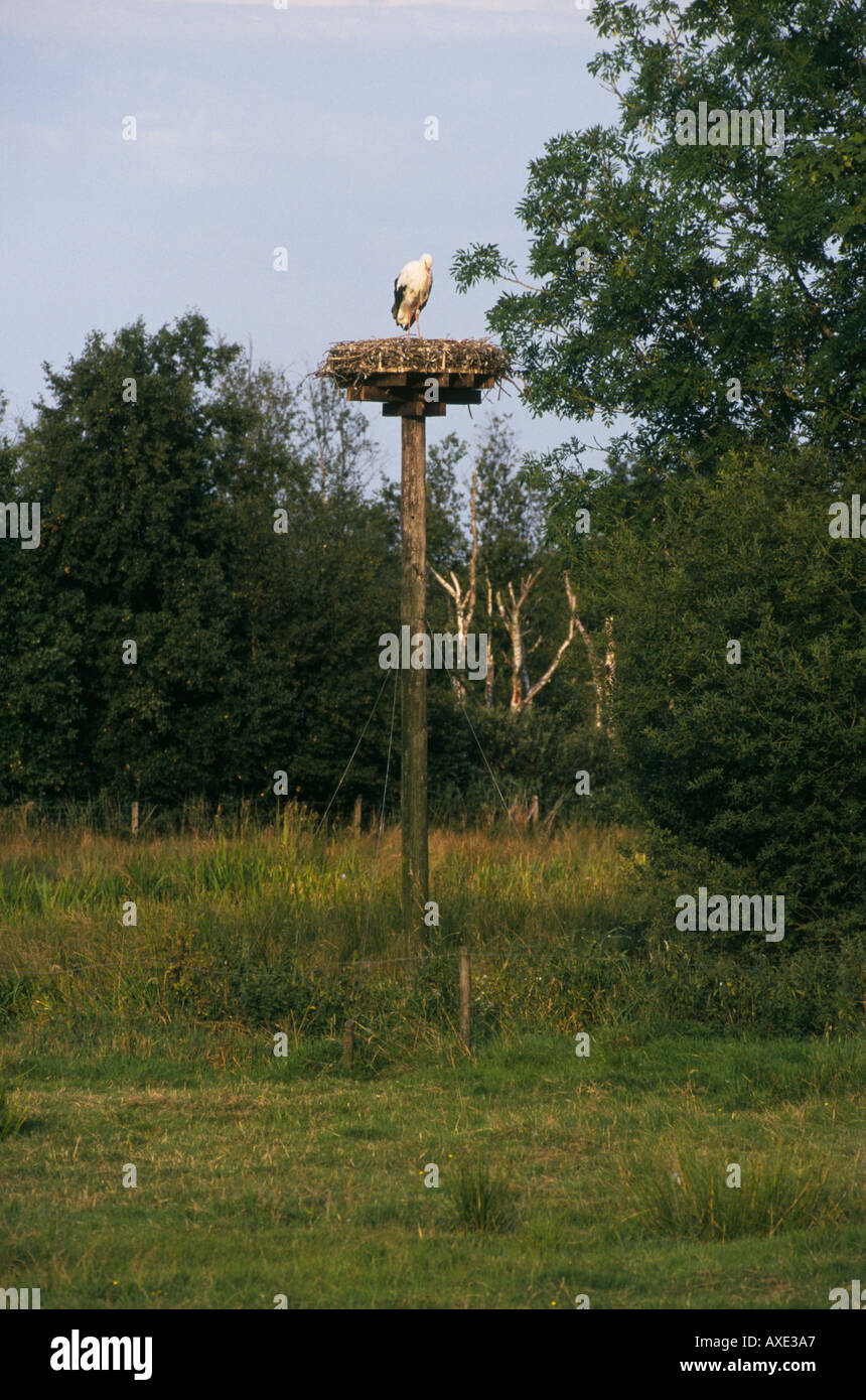 HOLLAND NETHERLANDS FRIESLAND STORK ROOSTING NESTING BIRD ENVIRONMENT ...