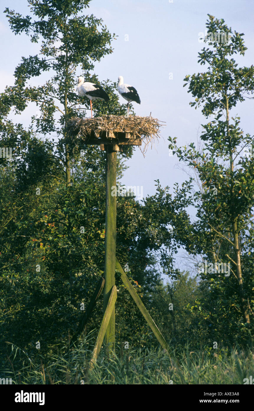 HOLLAND NETHERLANDS FRIESLAND STORK ROOSTING NESTING BIRD ENVIRONMENT ...
