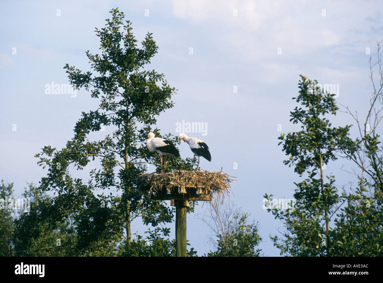 HOLLAND NETHERLANDS FRIESLAND STORK ROOSTING NESTING BIRD ENVIRONMENT ...