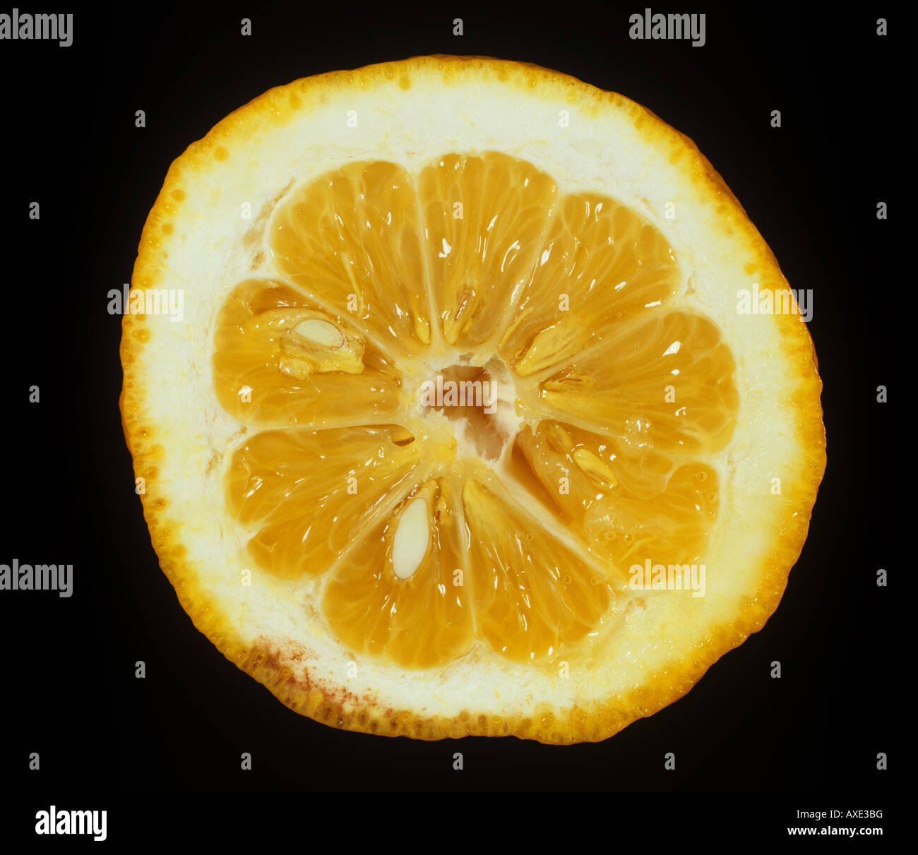 Section through the fruit of a citrus rootstock Citrus taiwanica ...