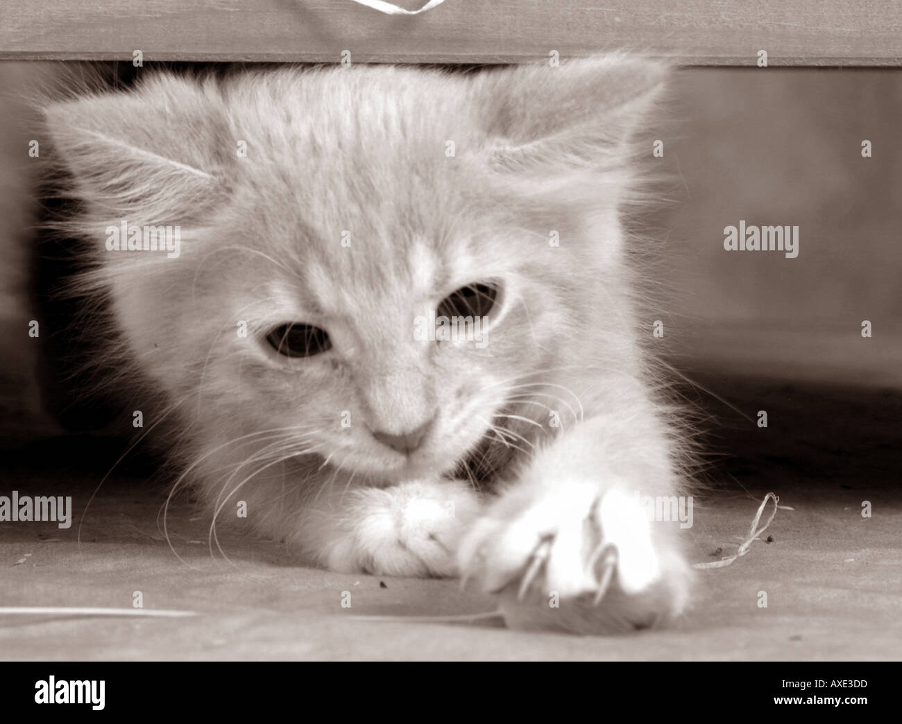Concentration claws hi-res stock photography and images - Alamy