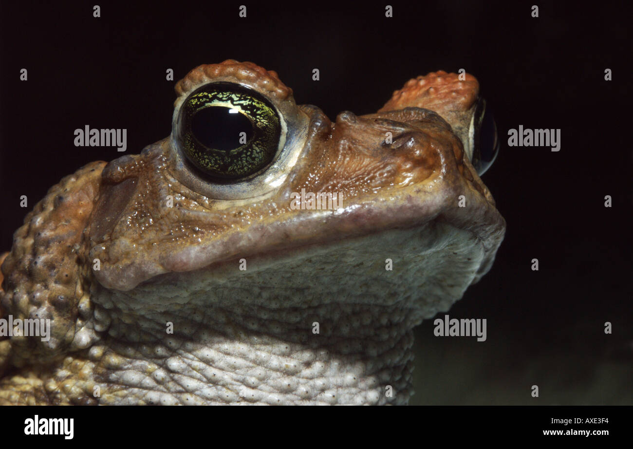 Cuban toad hi-res stock photography and images - Alamy