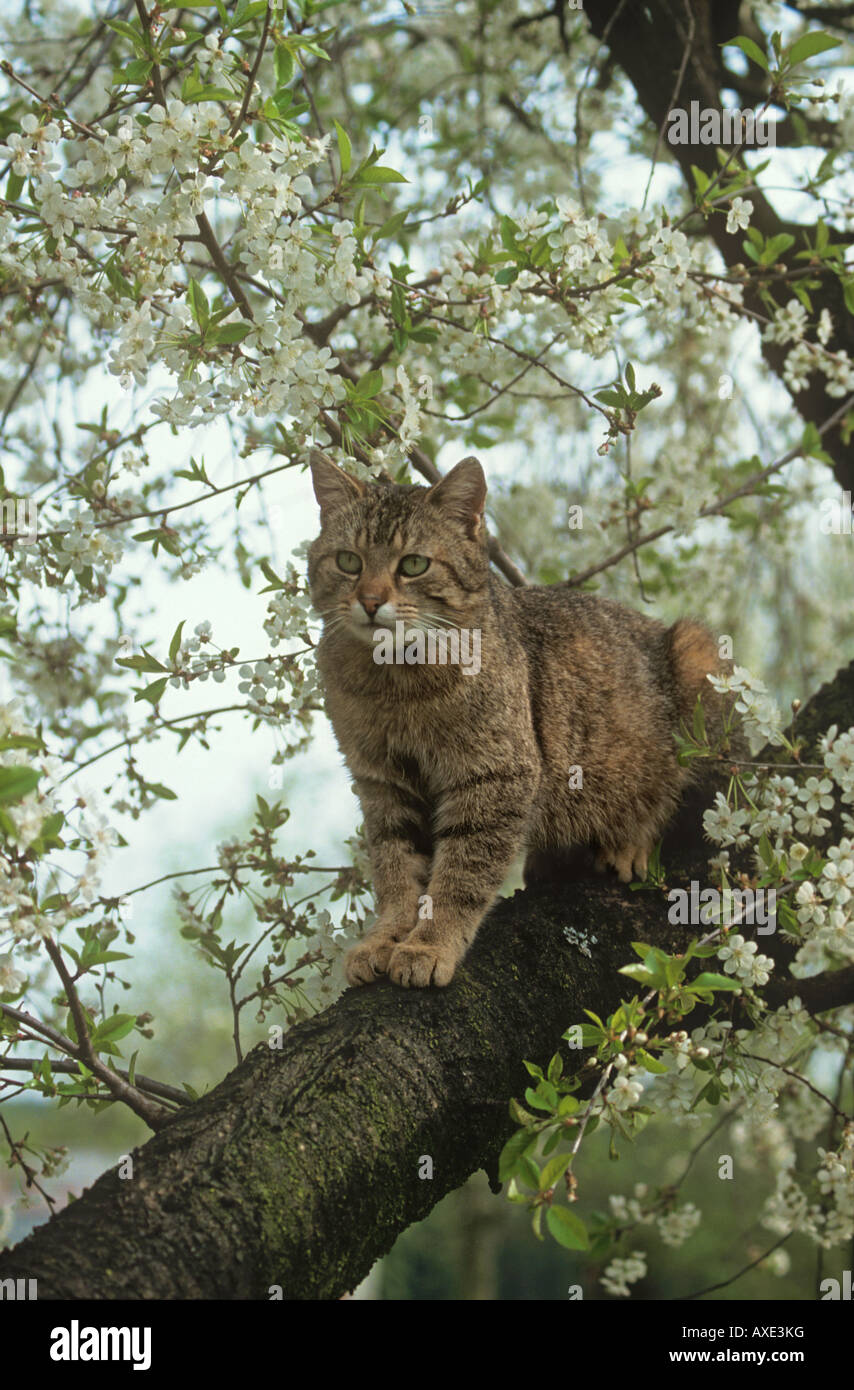 domestic cat on tree Stock Photo - Alamy
