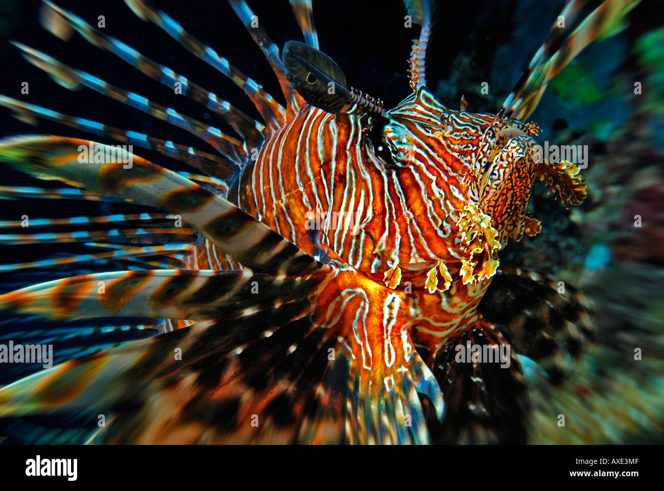 Lionfish (Pterois volitans), Vakarufalhi, Ari atoll, Indian Ocean ...