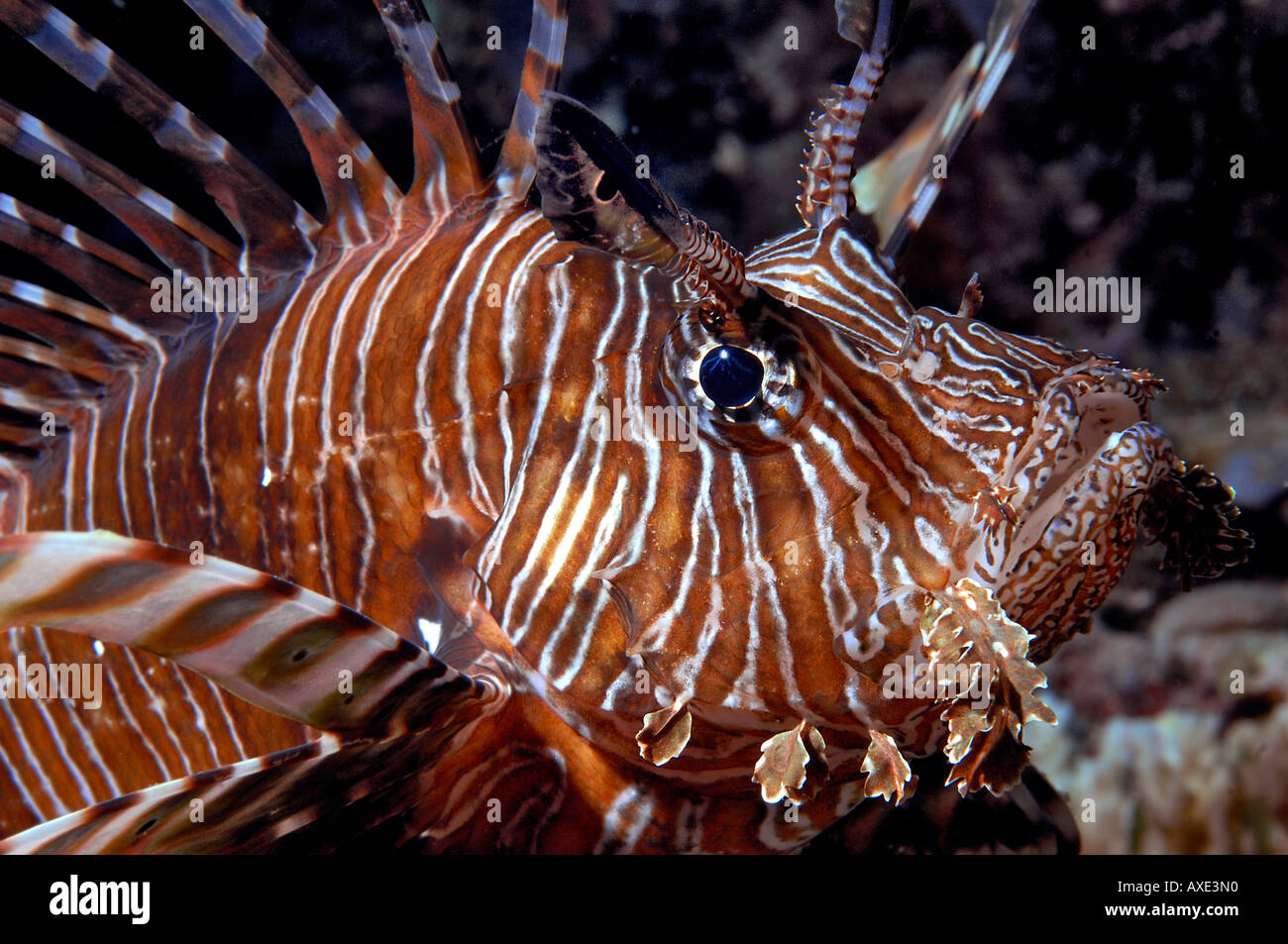 Lionfish (Pterois volitans), Vakarufalhi, Ari atoll, Indian Ocean ...