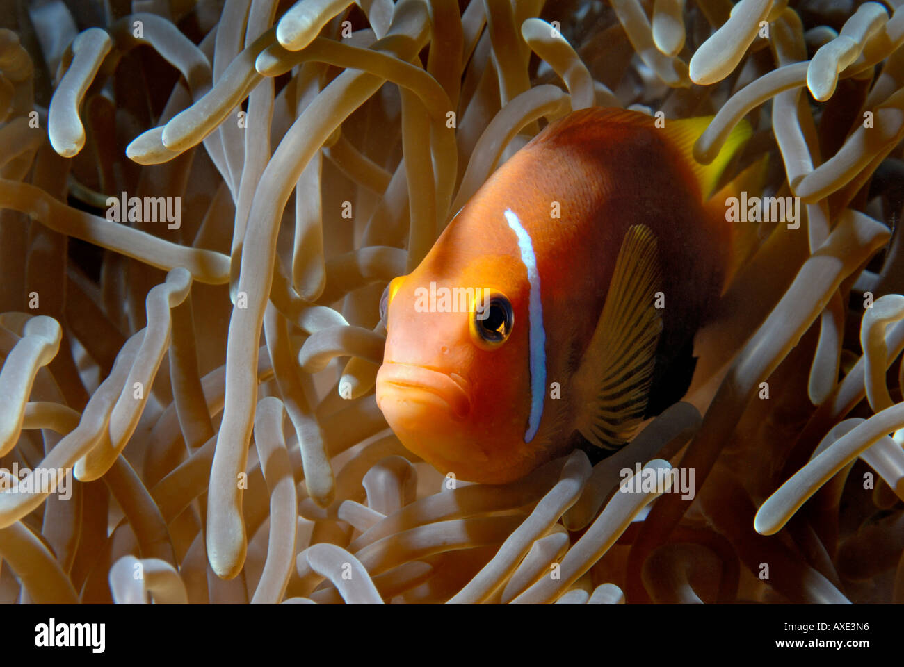 Fire Clownfish (Amphiprion melanopus), Vakarufalhi, Ari atoll, Indian ...