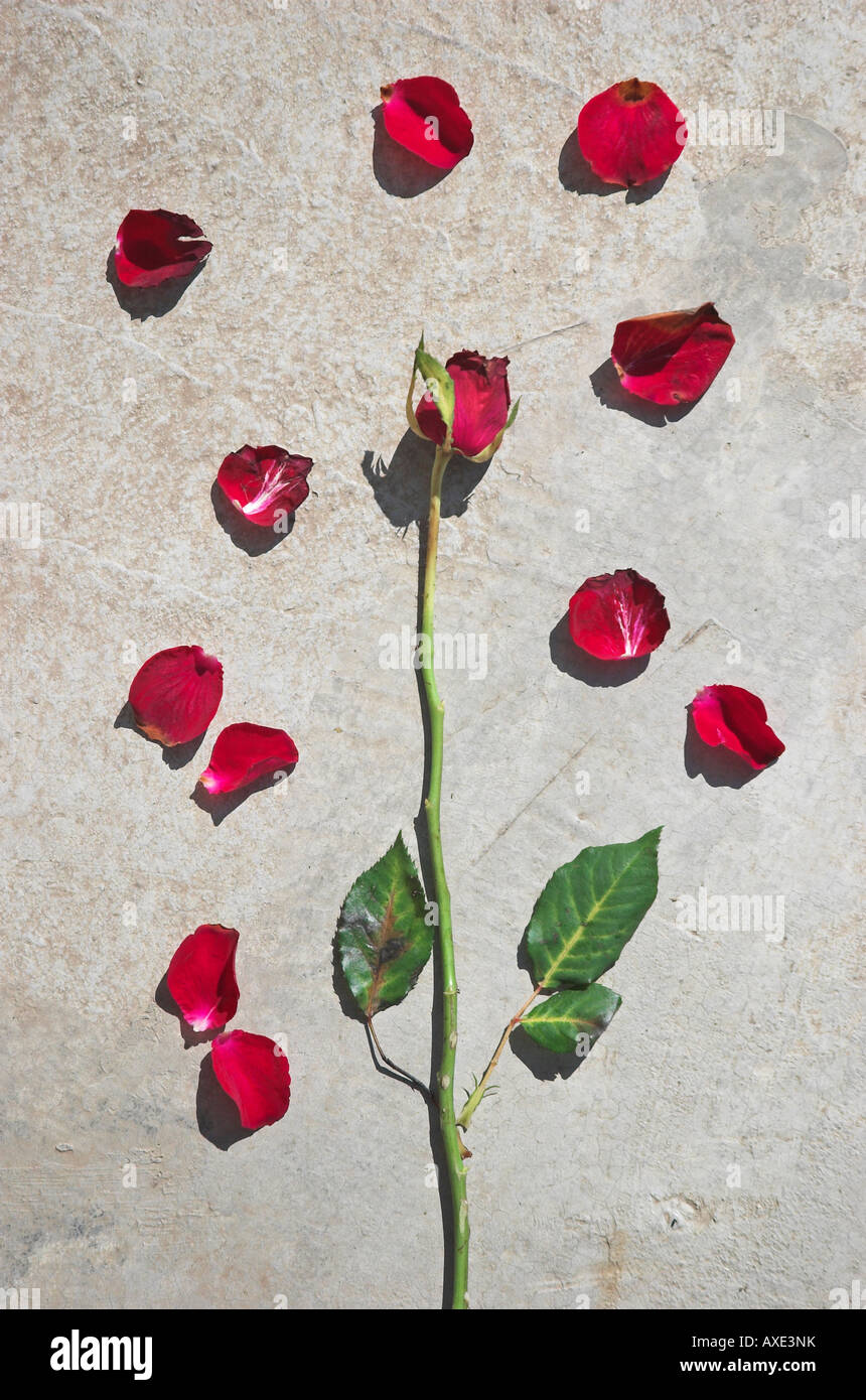 Red rose and petals on pavement Stock Photo - Alamy