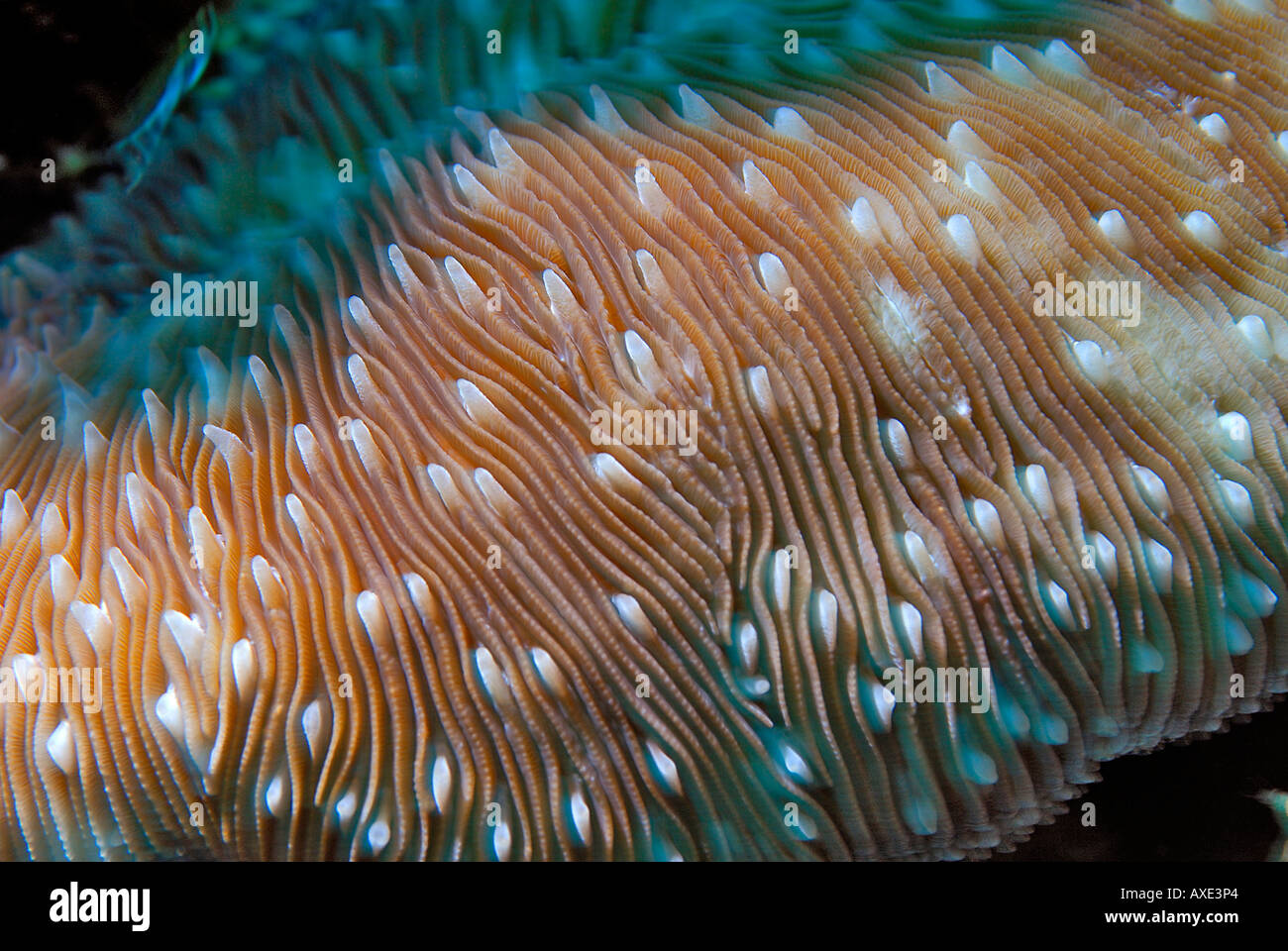 Mushroom Coral (Fungia sp.), Vakarufalhi, Ari atoll, Indian Ocean ...