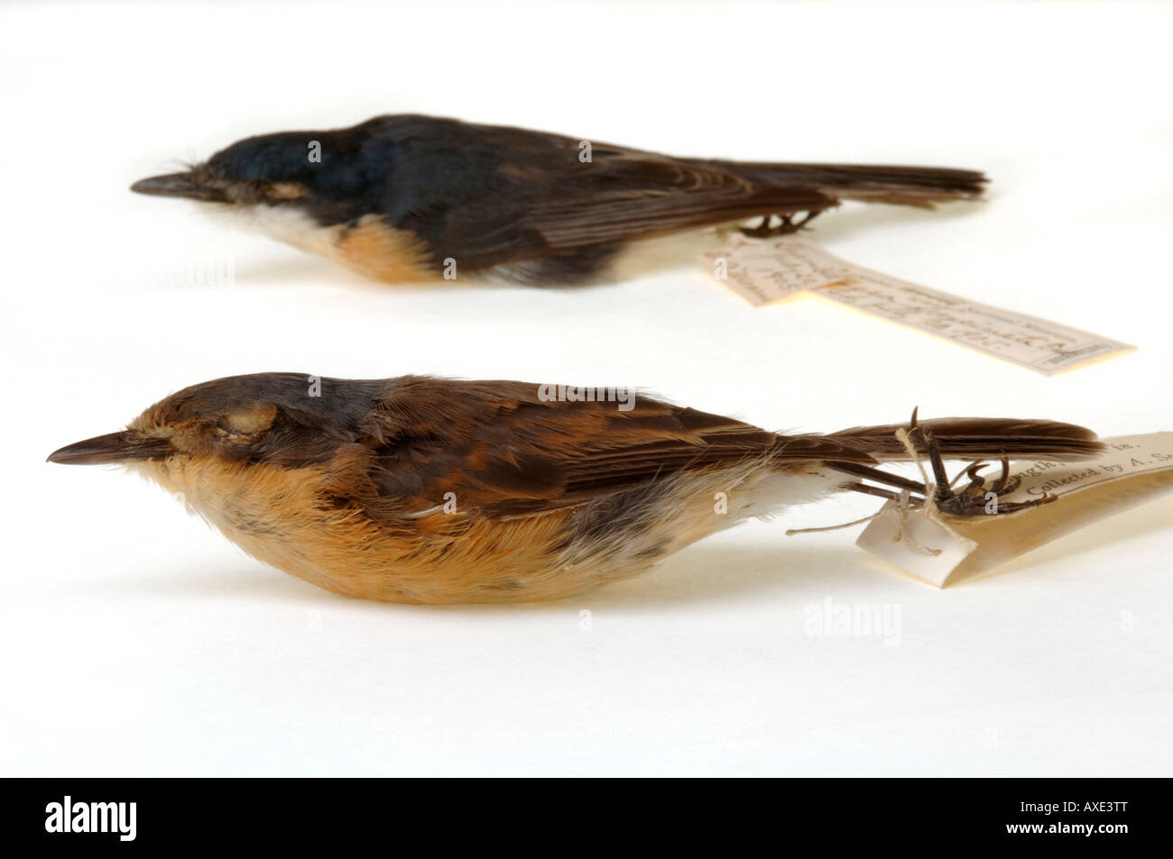 Extinct bird Myiagra freycineti Guam Flycatcher Yale Peabody Museum ...