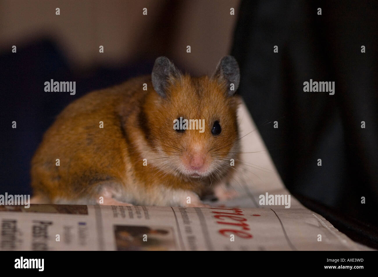 Gold hamster hi-res stock photography and images - Alamy