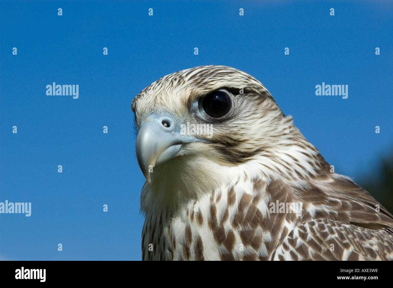Falcon, Falco hybrid Stock Photo - Alamy