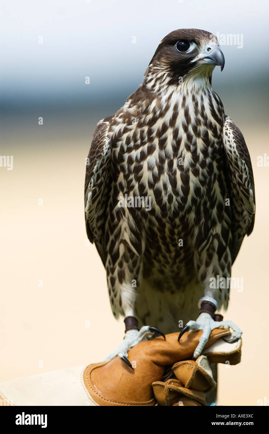 Falcon, Falco hybrid Stock Photo - Alamy