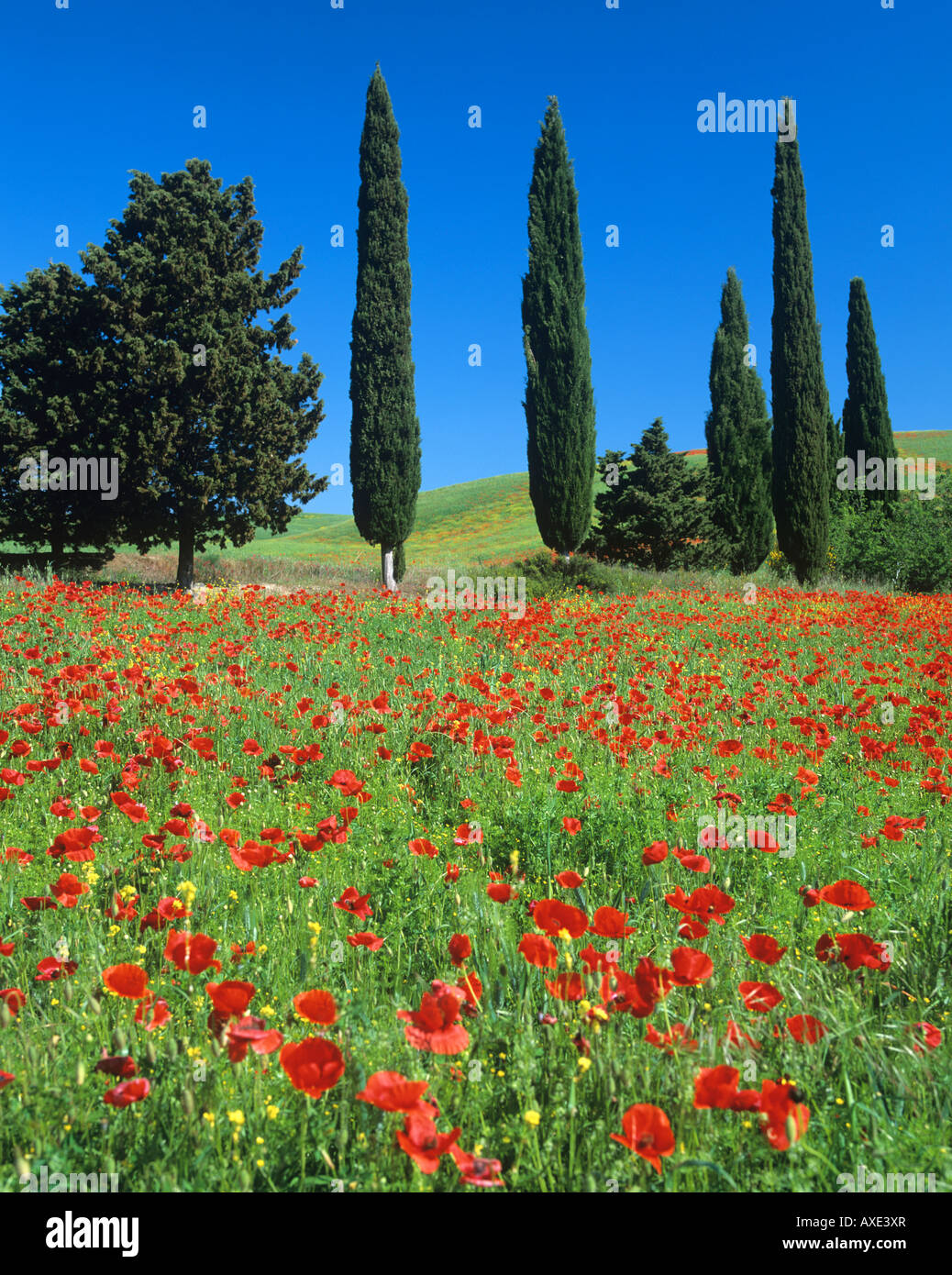 Cypress trees and poppies in tuscan countryside,tuscany,Italy Stock ...
