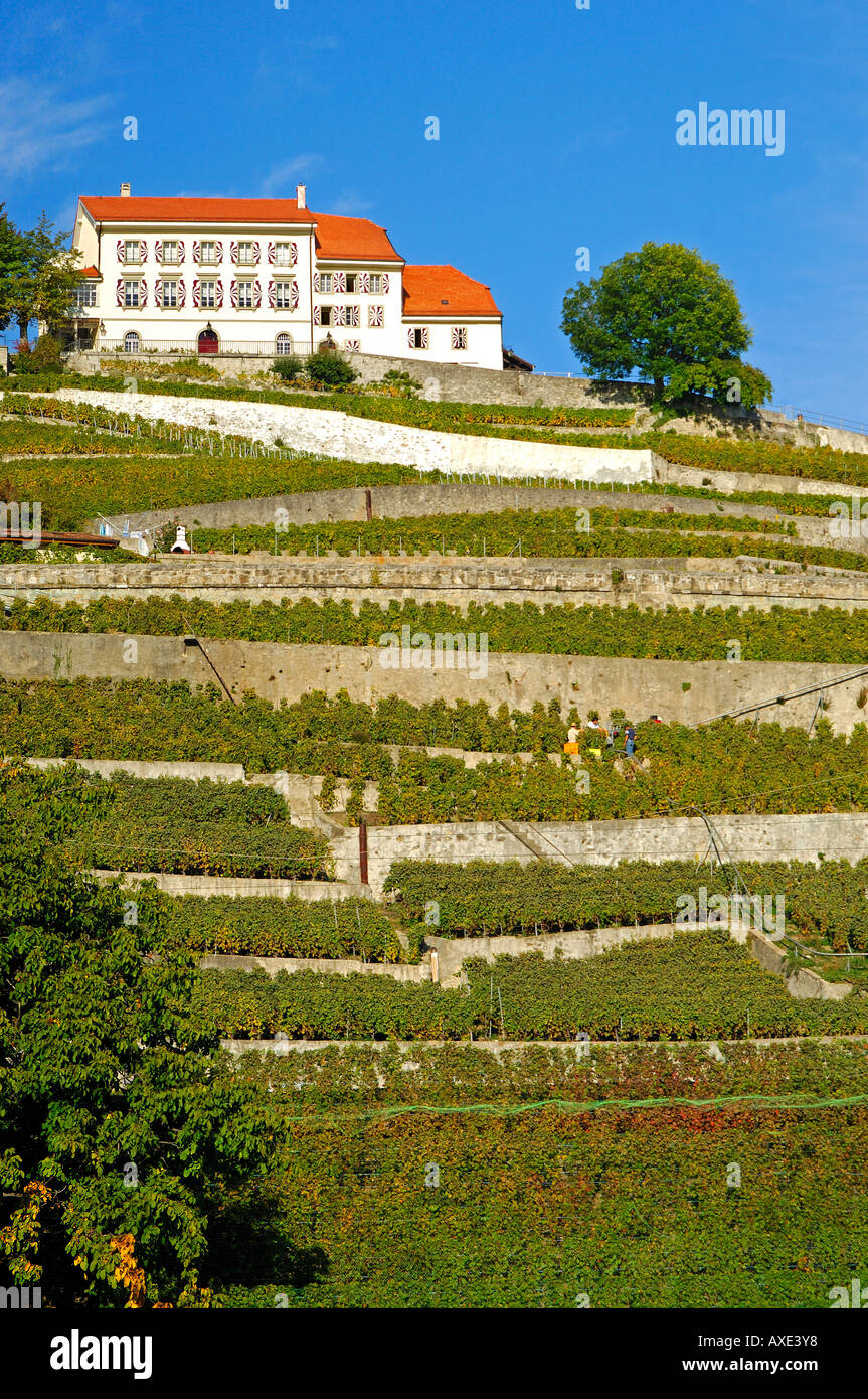 In the vineyards of Lavaux, Riviera Vaudoise, Vaud, Switzerland Stock ...