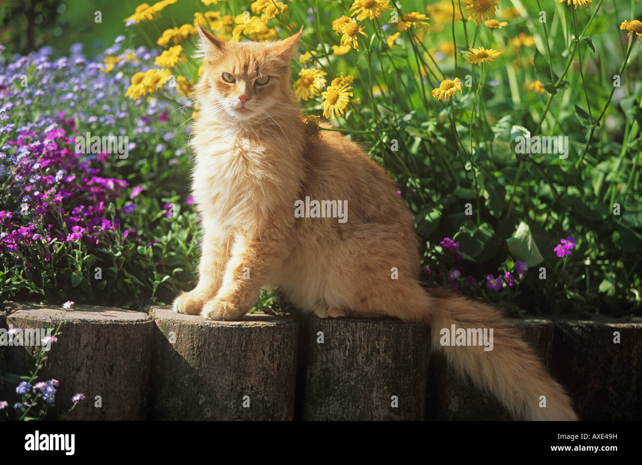 Angora cat hi-res stock photography and images - Alamy