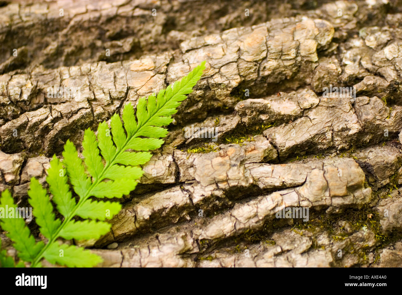 Tree bark with fern Stock Photo - Alamy