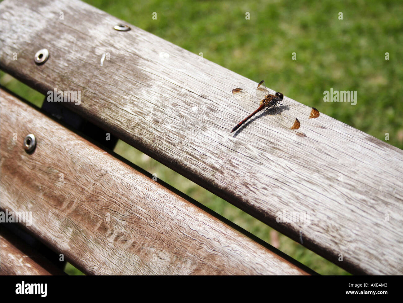 Japanese dragonfly, Tokyo, Kanto, Japan Stock Photo - Alamy