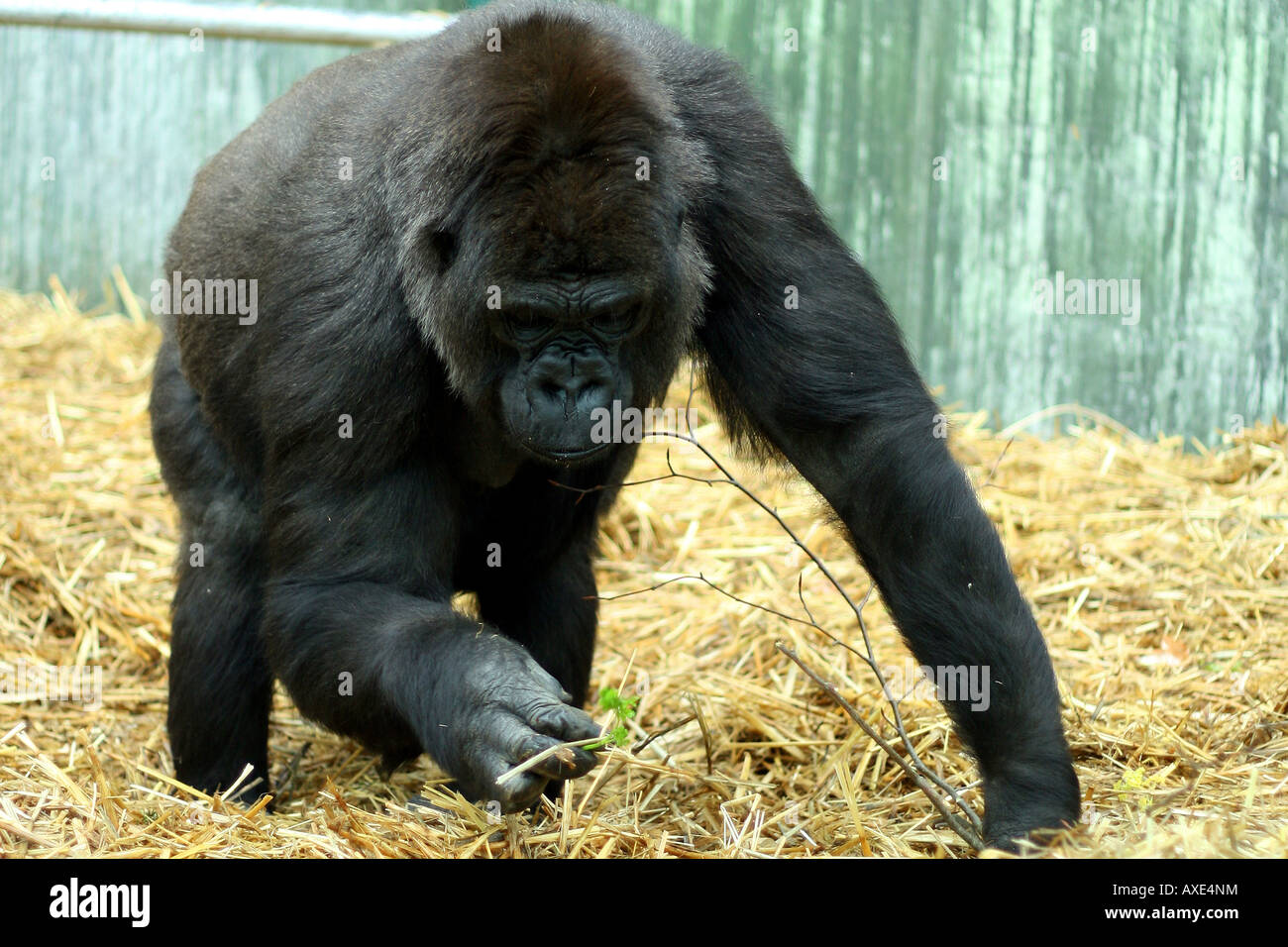 Female Western Lowland Gorilla foraging for food at Howletts Zoo March ...