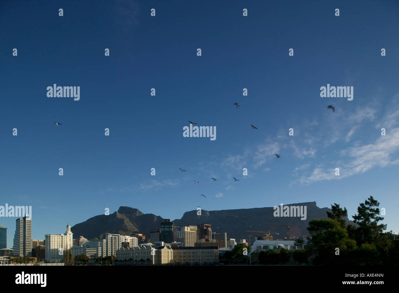 South Africa Cape Town Afternoon sun lights Cullinan Hotel and Holiday ...