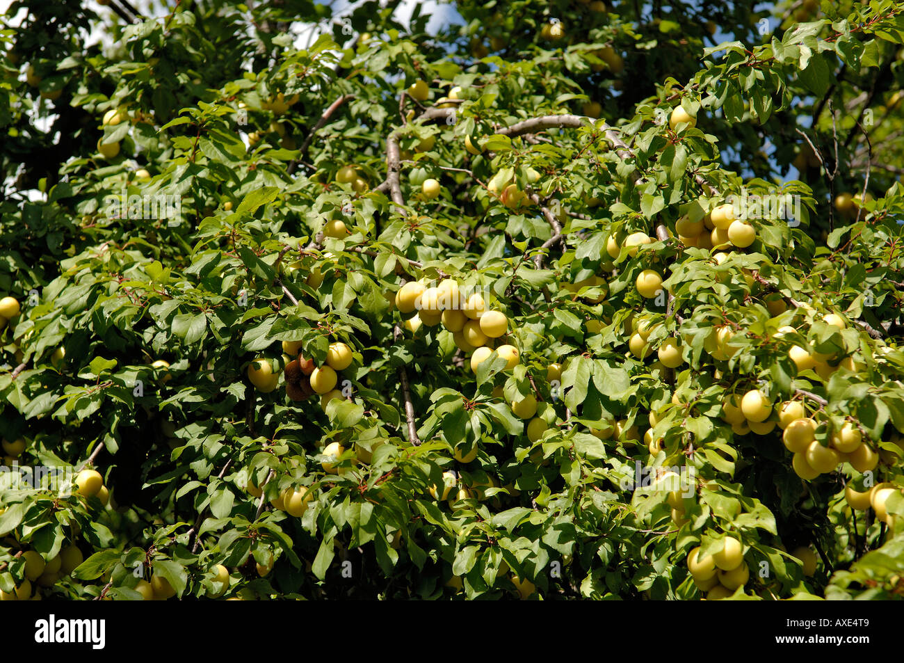 Mirabelle prune prunus domestica hi-res stock photography and images ...