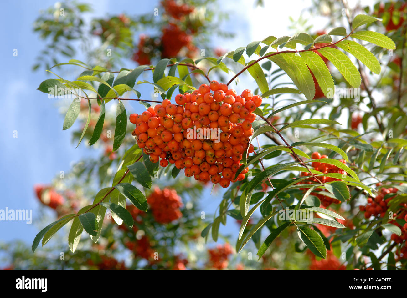 Ripe fruits of Sorbus aucuparia, Rowan, Mountain Ash Stock Photo - Alamy