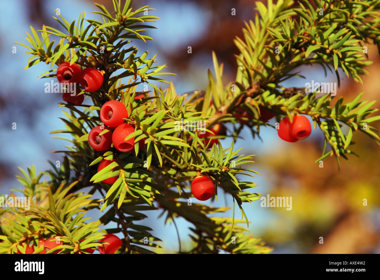Red yew fruit hi-res stock photography and images - Alamy