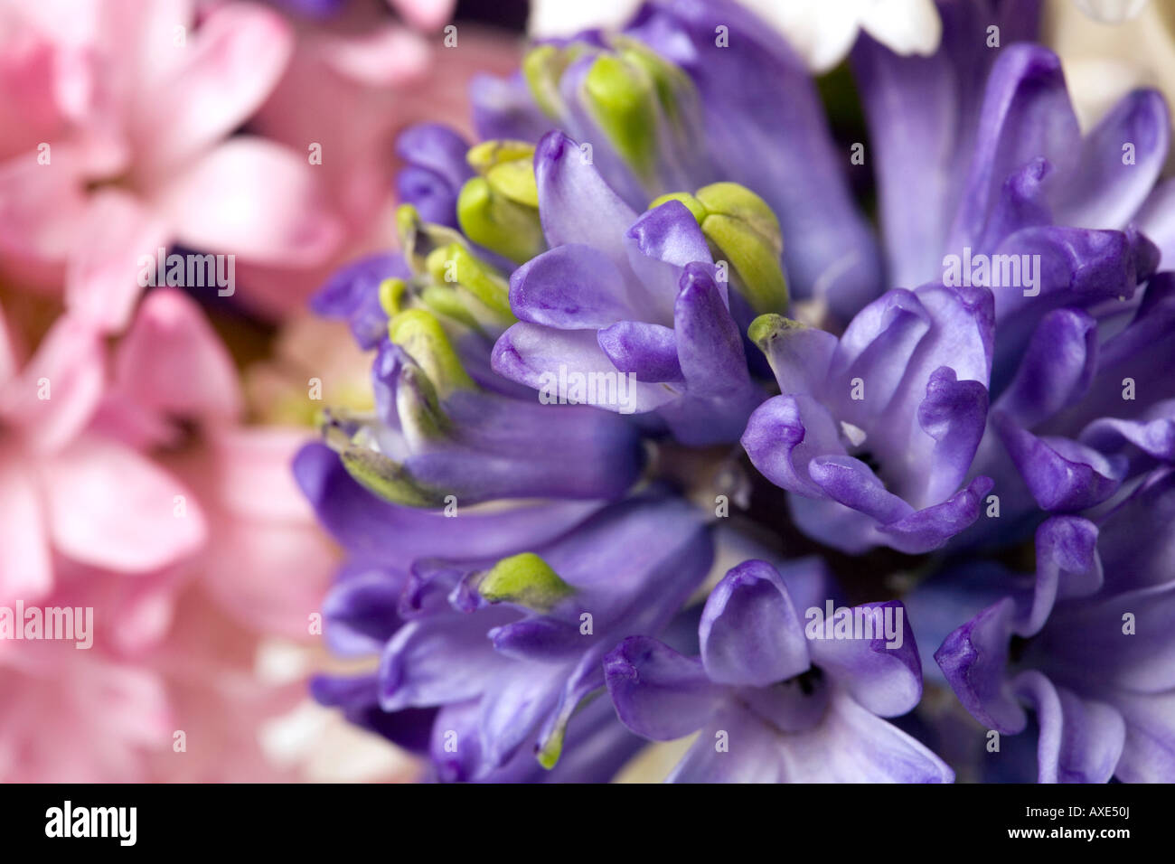 Hyacinth blossoms (Hyacinthus), full frame Stock Photo - Alamy