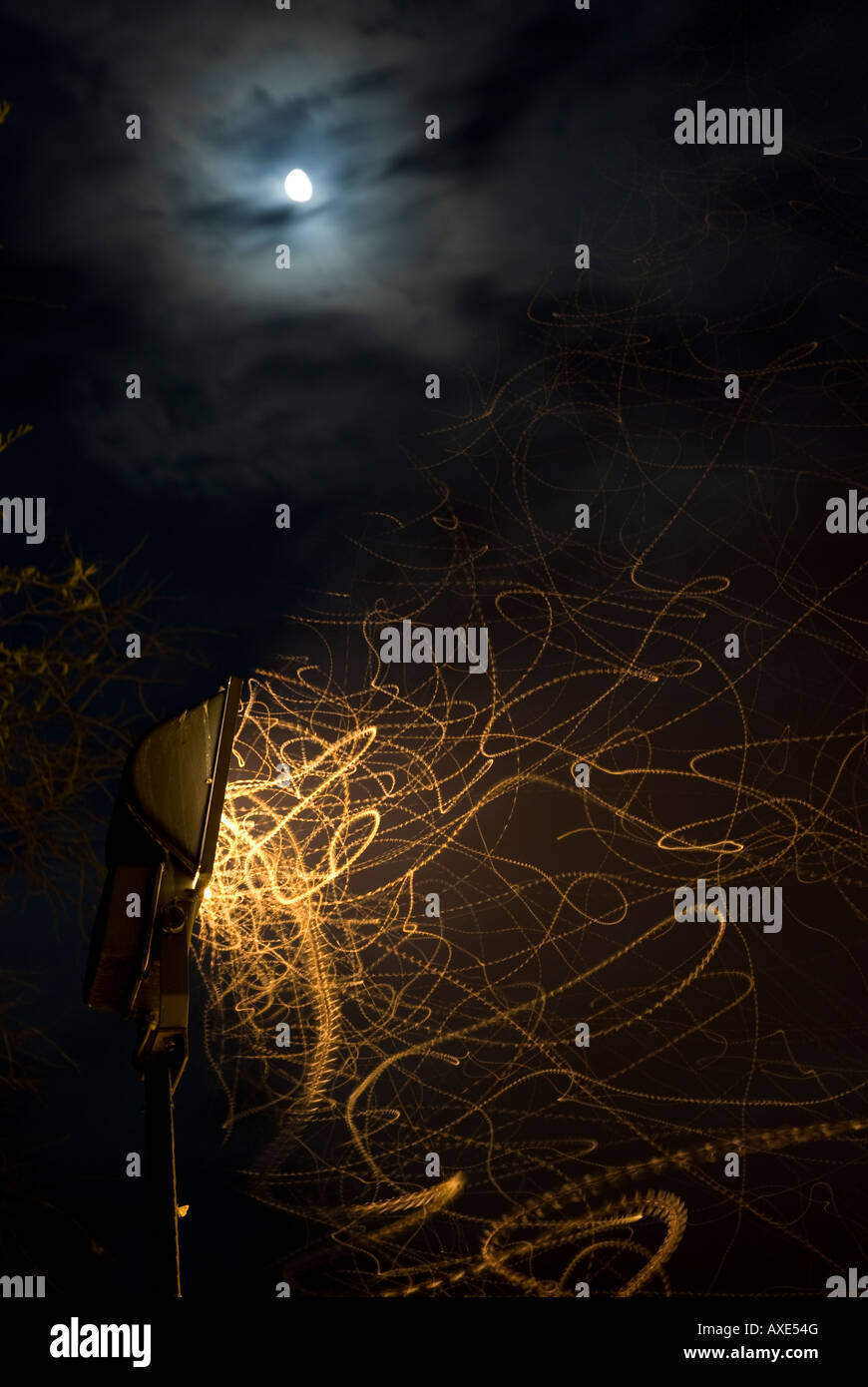 Light trails left by moths as they swarm around a spot light, under the ...