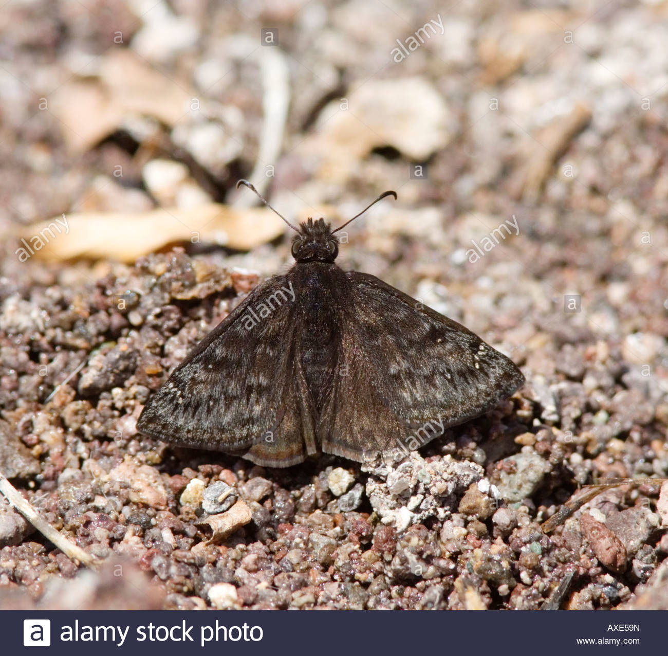 Duskywing High Resolution Stock Photography and Images - Alamy