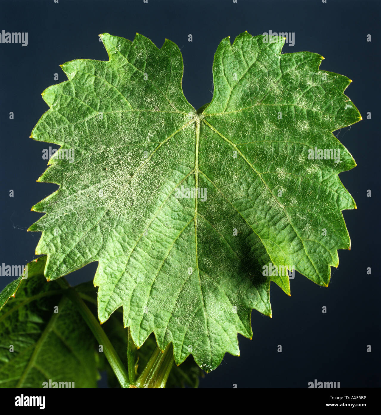 Powdery Mildew Uncinula necator on grapevine leaf Stock Photo - Alamy