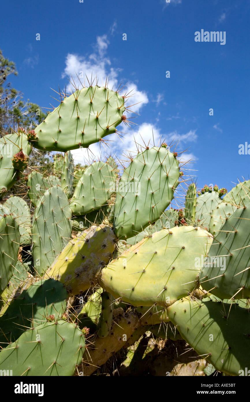 Prickly pear tree.Opuntia ficus-indica. Mallorca Island. Spain Stock ...