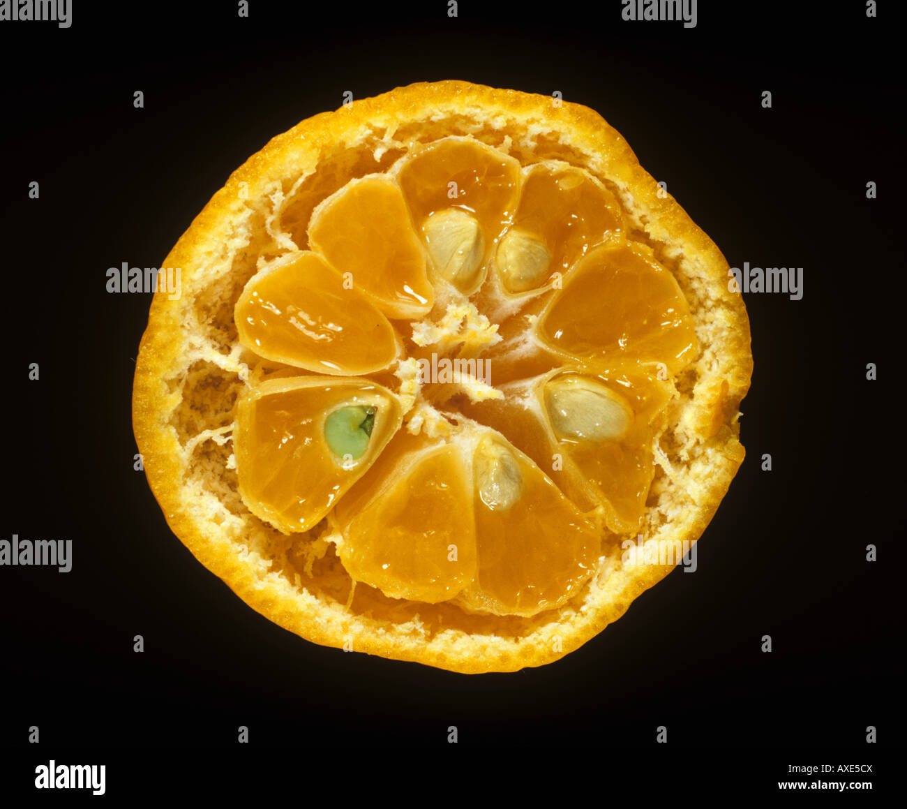 Section of citrus rootstock fruit cleopatra mandarin Citrus reshni ...